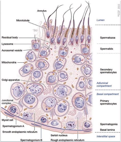 2 Seminiferous Tubule A Cross Section Of The Germinal Epithelium In