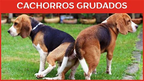 Por Que Os Cachorros Grudam Quando Acasalam Youtube