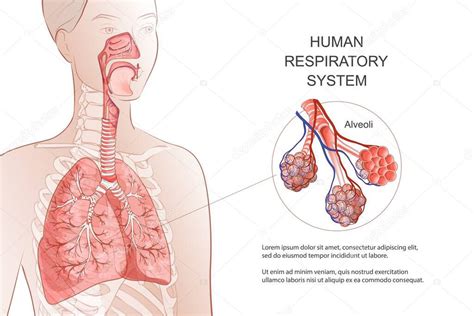 Sistema respiratorio humano pulmones alvéolos Ilustración de