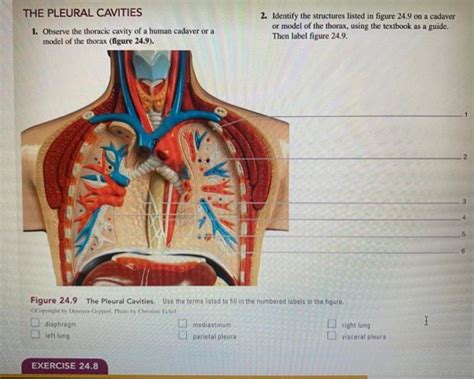 Solved THE PLEURAL CAVITIES 1 Observe The Thoracic Cavity Chegg