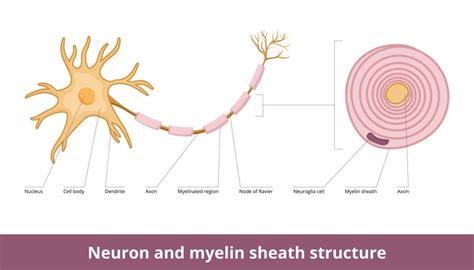 Myelin Sheath