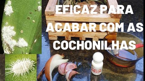 Inseticida Caseiro Para Acabar As Cochonilhas EFICAZ E SEM GASTAR