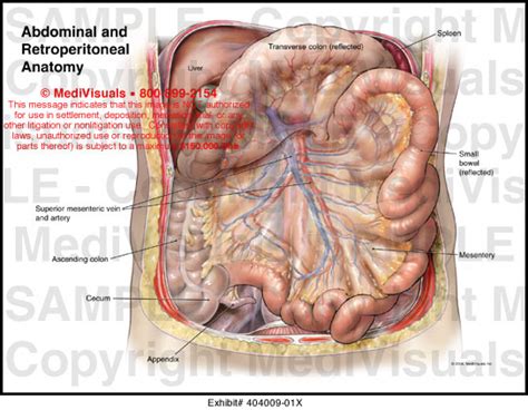 Abdominal And Retroperitoneal Anatomy Medical Illustration