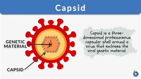 Capsid Biology Simple