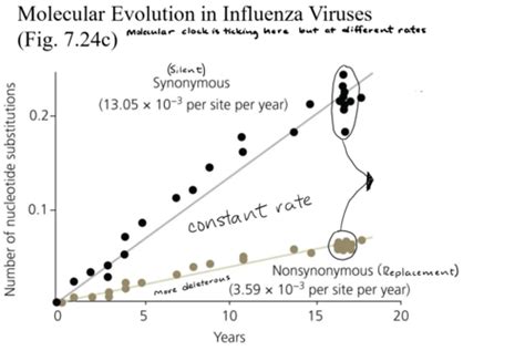 Organic Evolution Test 3 Flashcards Quizlet