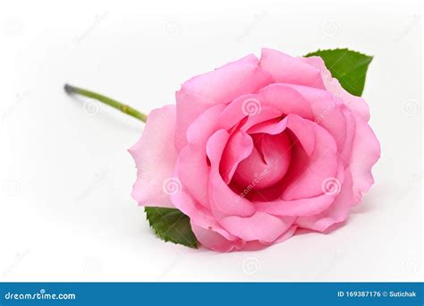 Beautiful Pink Rose Flower On White Background Concept Image Of Couple