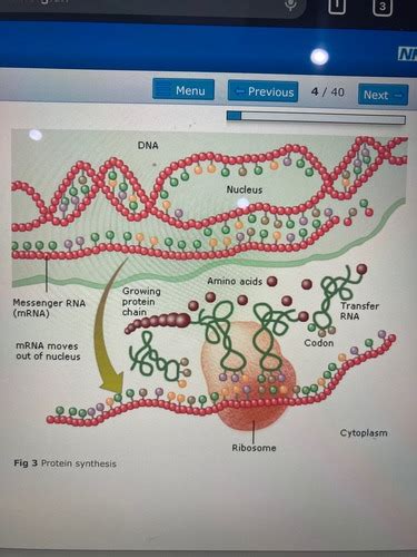 Pharmacology Pharmacokinetics Individual Variation In Drug Response