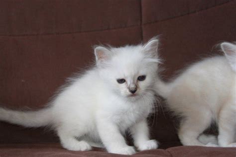 Chatons à réserver Chatterie du Sacré Roi