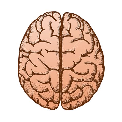 Cabeza órgano Cerebro Humano Vista Superior Vintage Color Vector PNG