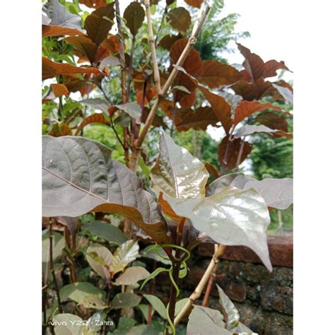 Jual Bibit Daun Ungu Tanaman Toga Shopee Indonesia