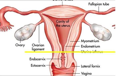 Print Anatomia Utero Cervix Vagina Y Trompas Parte I Flashcards