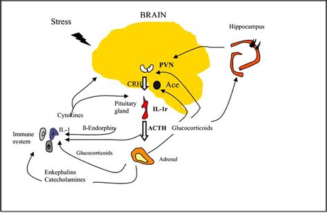 Schematic Representation Of The Hypothalamic Pituitary Adrenal Axis And Download Scientific
