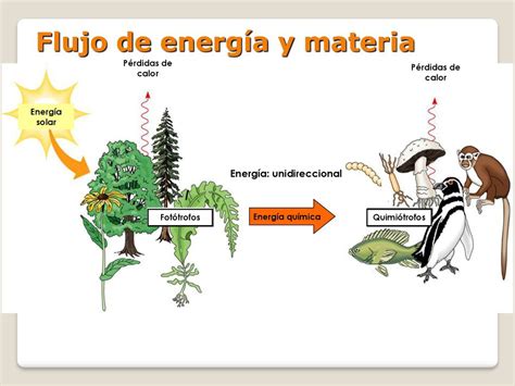 Importancia Del Flujo De Materia Y Energ A En Los Ecosistemas The