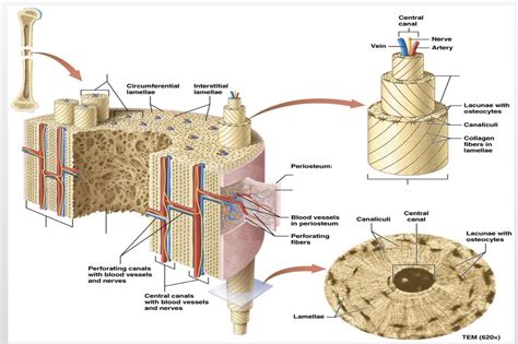 Compact Bone Structure Diagram Quizlet