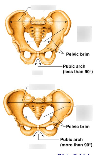 Pelvic Girdle Diagram Quizlet