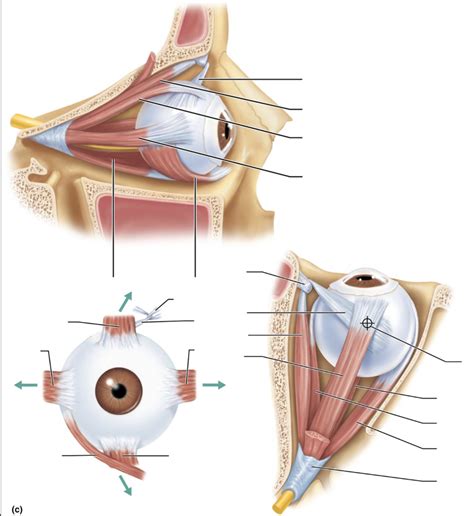 Extrinsic Eye Muscles Diagram Quizlet