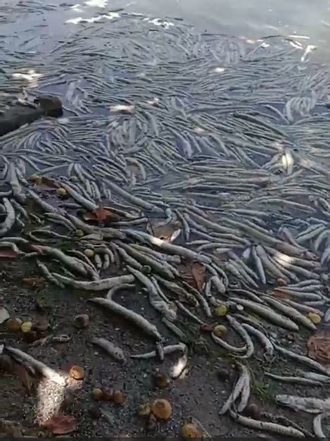 Milhares De Peixes Aparecem Mortos Em Lagoa Afetada Por Desabamento Da
