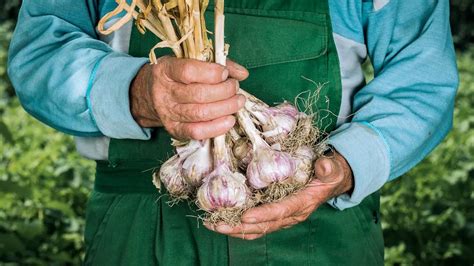 Como Plantar Alho Em Casa Tenha Um Tempero Incr Vel Sempre Palma Da M O