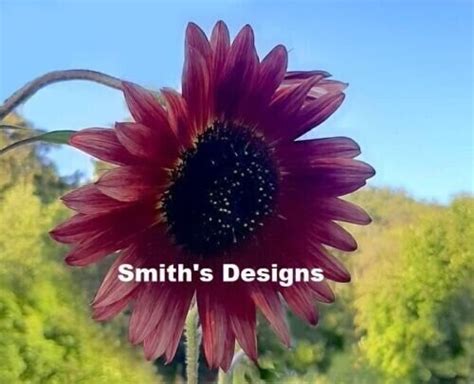 Red Sunflowers Huge Planting Sunflower Garden Large Flowers 50 Seeds