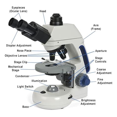 Objective Lens Microscope Function Quizlet At Anna Sites Blog