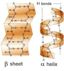 Protein Structure Flashcards Quizlet