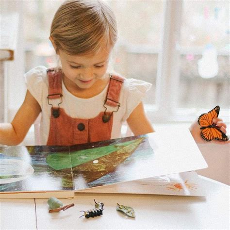 FIGURAS CICLO DE LA VIDA MARIPOSA MONARCA E0018141 11 00