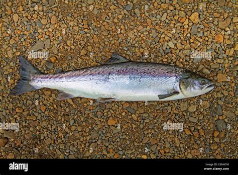 Atlantic Salmon Ouananiche Lake Atlantic Salmon Landlocked Salmon