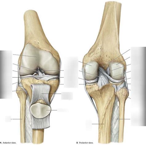 The Knee Joint Diagram Quizlet