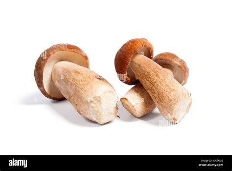 Harvested At Autumn Amazing Edible Mushrooms Boletus Edulis King
