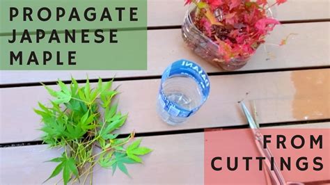 How To Propagate Japanese Maples From Cuttings Step By Step YouTube