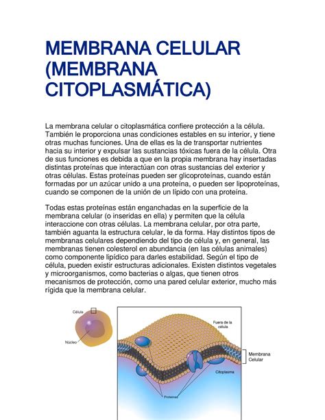 Membrana Celular Membrana Celular Membrana Citoplasm Tica La