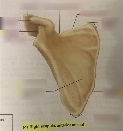 Scapula Diagram Quizlet