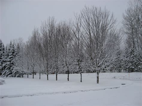 Kostenlose Foto Baum Ast Winter Frost Wetter Jahreszeit