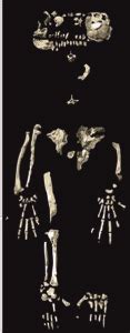 The Role Of Ardipithecus Ramidus In The Evolution Of Bipedalism In Humans