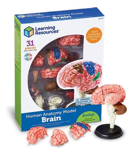 Modelo Del Cerebro Humano Para Armar Learning Resources Envío gratis