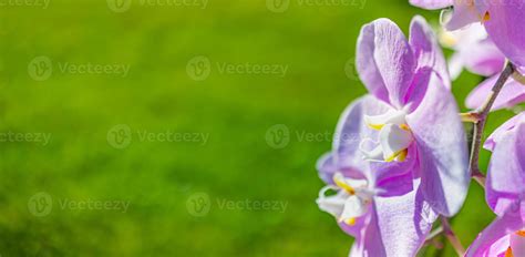 hermosa orquídea púrpura phalaenopsis concepto de naturaleza para el