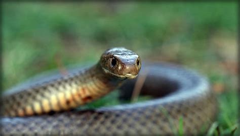 Cuidado Estas Son Las 12 Serpientes Más Venenosas Del Mundo