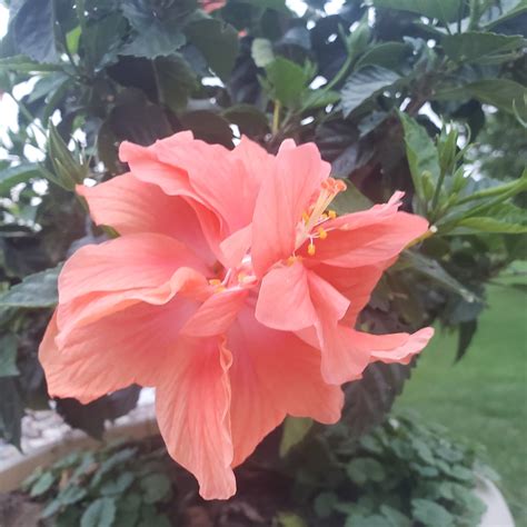 Orange Hibiscus Flower Free Photo On Pixabay Pixabay
