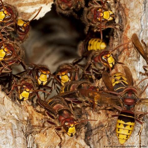 Swarm Of Hornets
