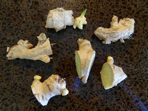 Rebecca S Texas Garden How To Plant Ginger