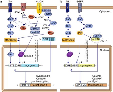 Potential Cellular Pathways And Major Players For The Induction Of The