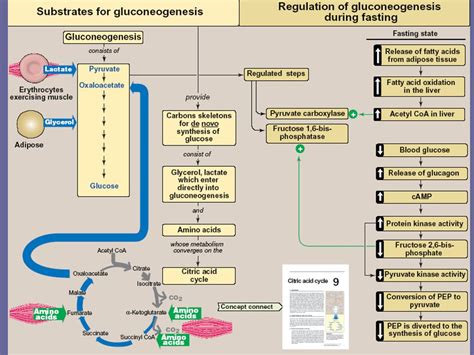 Glycolysis And Gluconeogenesis Concept Map