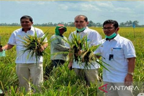 BULOG Pastikan Stok Beras Cadangan Pemerintah Di Sumut Mencukupi