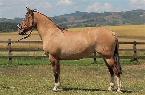 Pin em Hipismo Equitação Cavalo Equestre Montaria