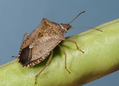 Stink Bugs Green Pest Management