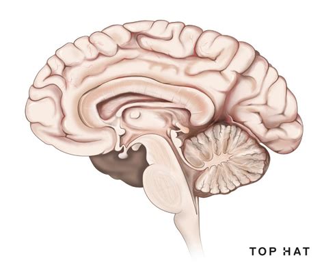 Unit Midsagittal View Of The Brain Diagram Quizlet
