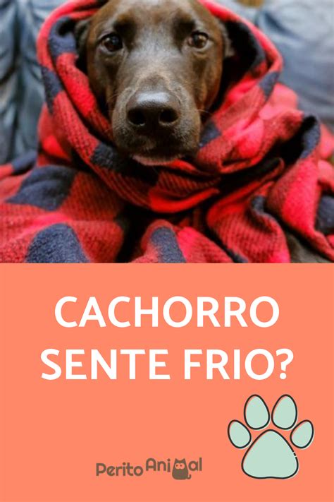 CACHORRO sente FRIO Como protegê lo Cães de estimação Cachorro