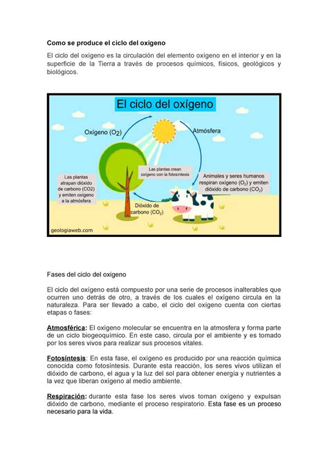 Como Se Produce El Ciclo Del Oxigeno Fases Del Ciclo Del Oxigeno El