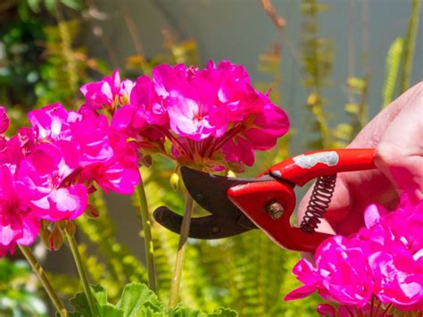 Pruning Geraniums How To Pinch Geraniums For Better Growth