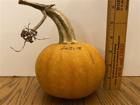 Naked Seeded Pumpkin Project Page Theeasygarden Easy Fun